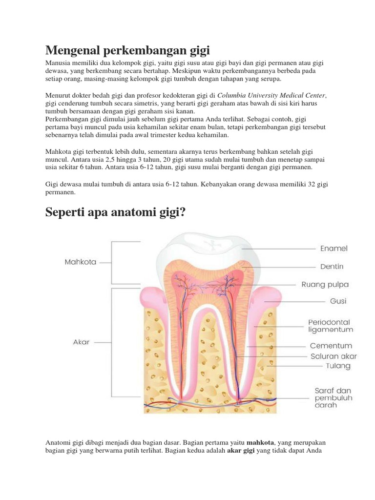 Mengenal Perkembangan Gigi | PDF