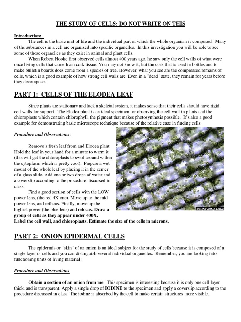 Elodea Cells Low Power