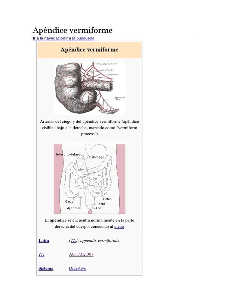 Apéndice Vermiforme | PDF | Anatomia animal | Órgano (anatomía)