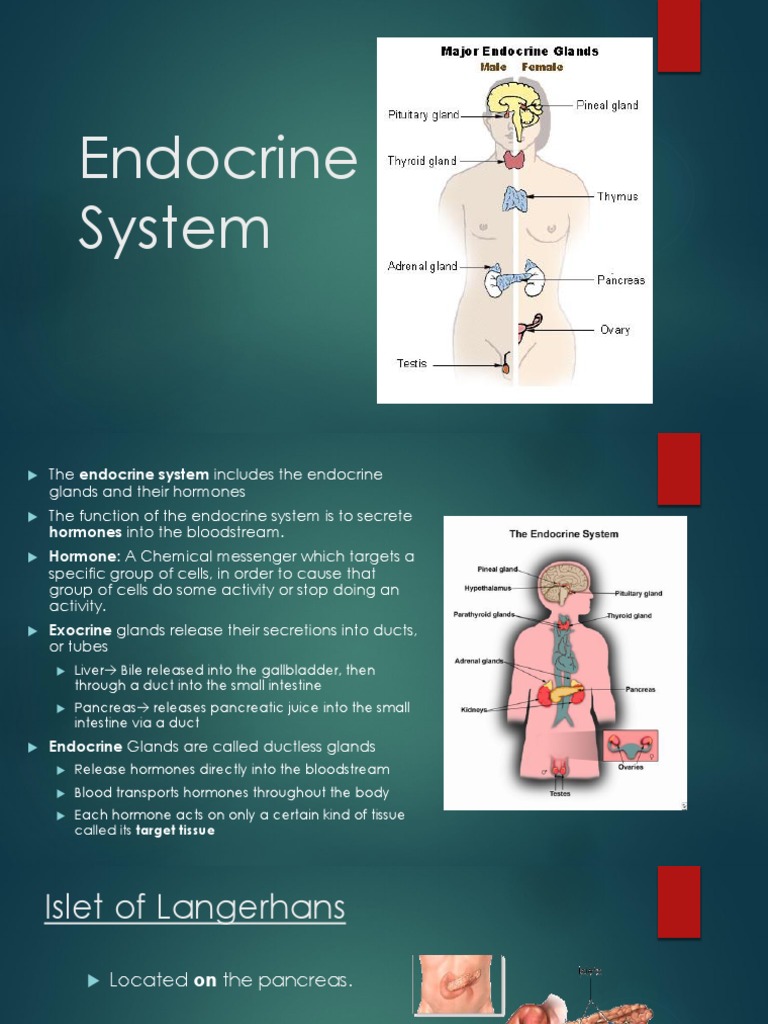Endocrine System | PDF | Pancreas | Hormone