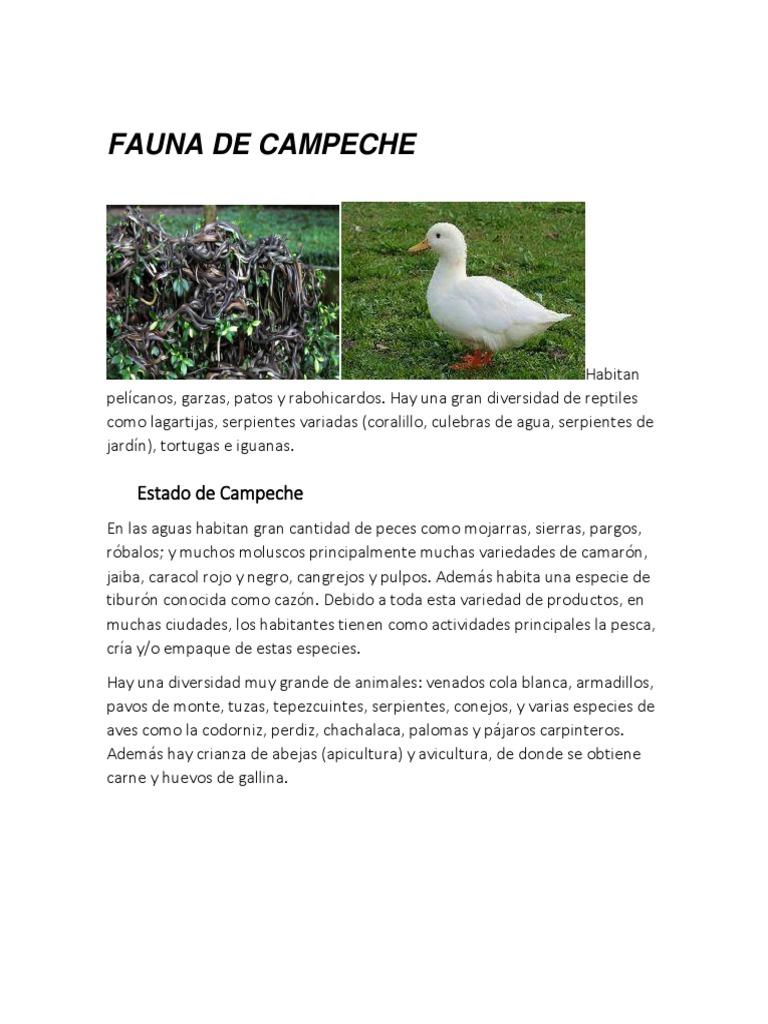 Fauna De Campeche | Campeche | Aves