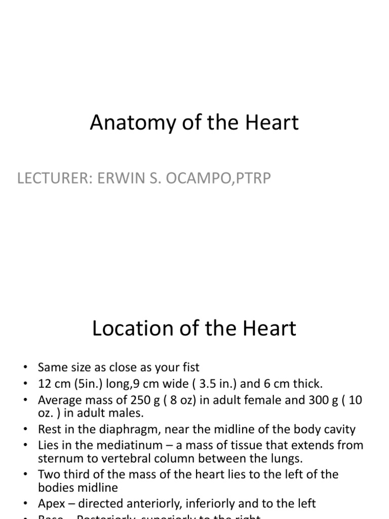Anatomy of The Heart - Lecture PDF | PDF | Coronary Circulation | Heart ...