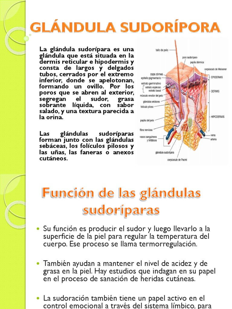 Glándulas Sudoríparas Apocrinas