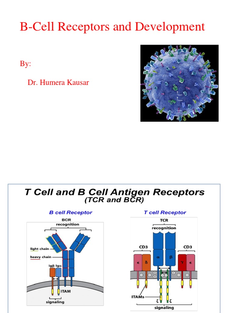 B-Cell Receptor Structure and Development | PDF | B Cell | Major ...