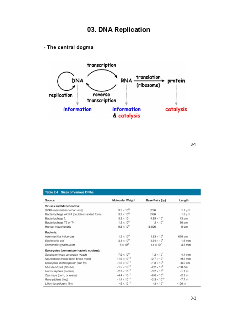 DNA Replication | PDF | Dna Replication | Dna