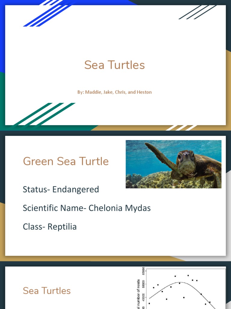 Ecology Project | PDF | Sea Turtle | Predation