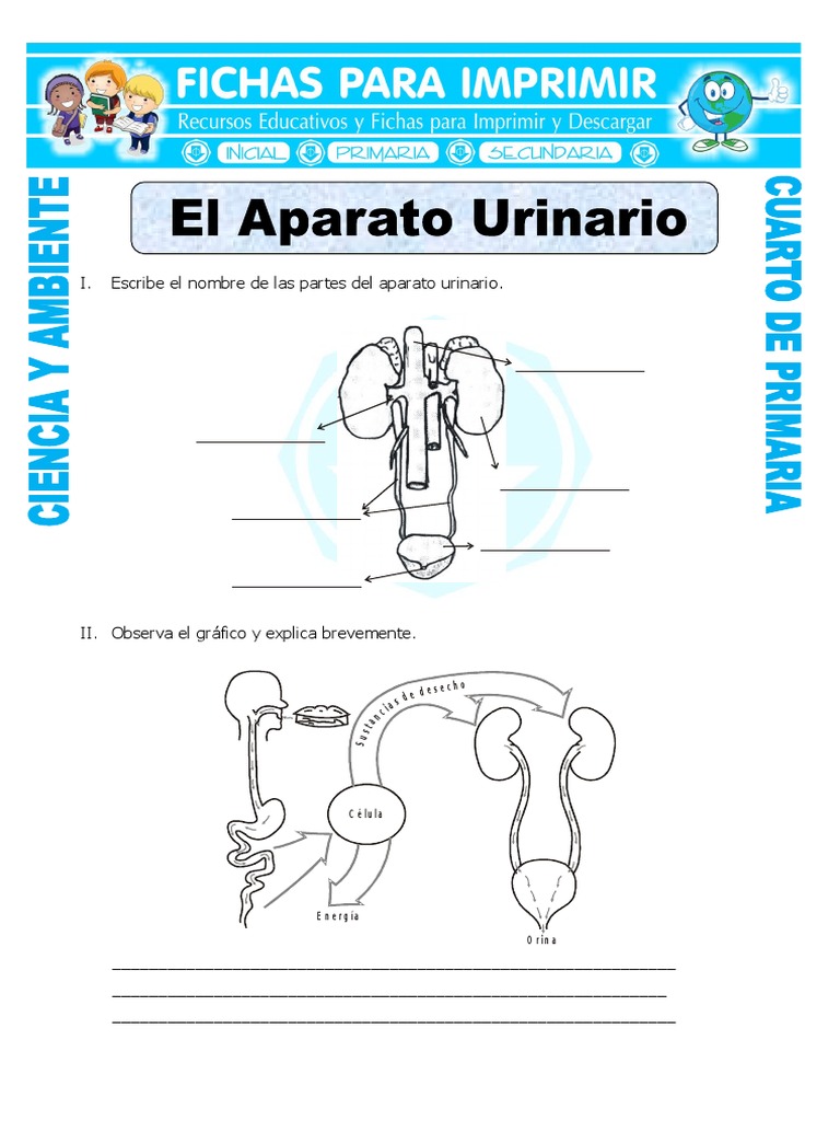 Ficha-El-Aparato-Urinario-para-Cuarto-de-Primaria.doc | Riñón | Sistema urinario