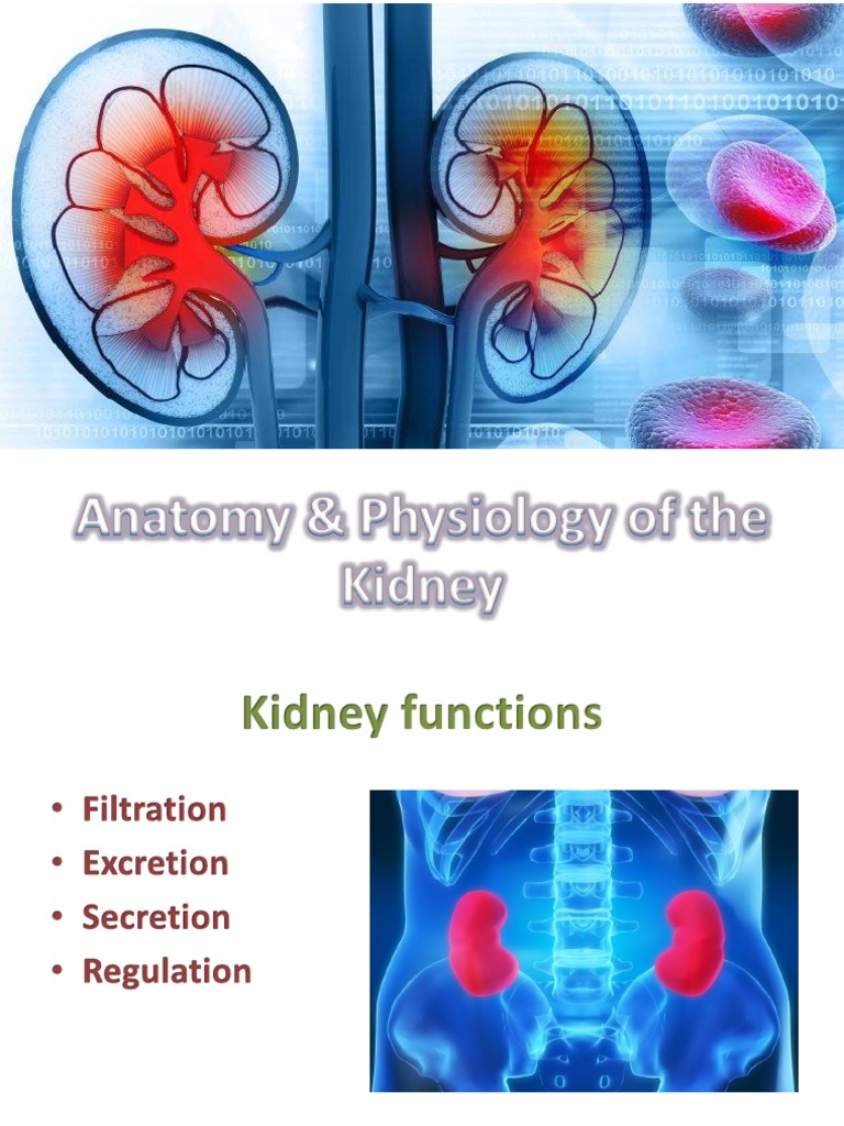 Anatomy & Physiology of The Kidney | PDF