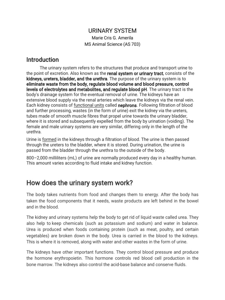 Urinary System Report | PDF | Kidney | Anatomy
