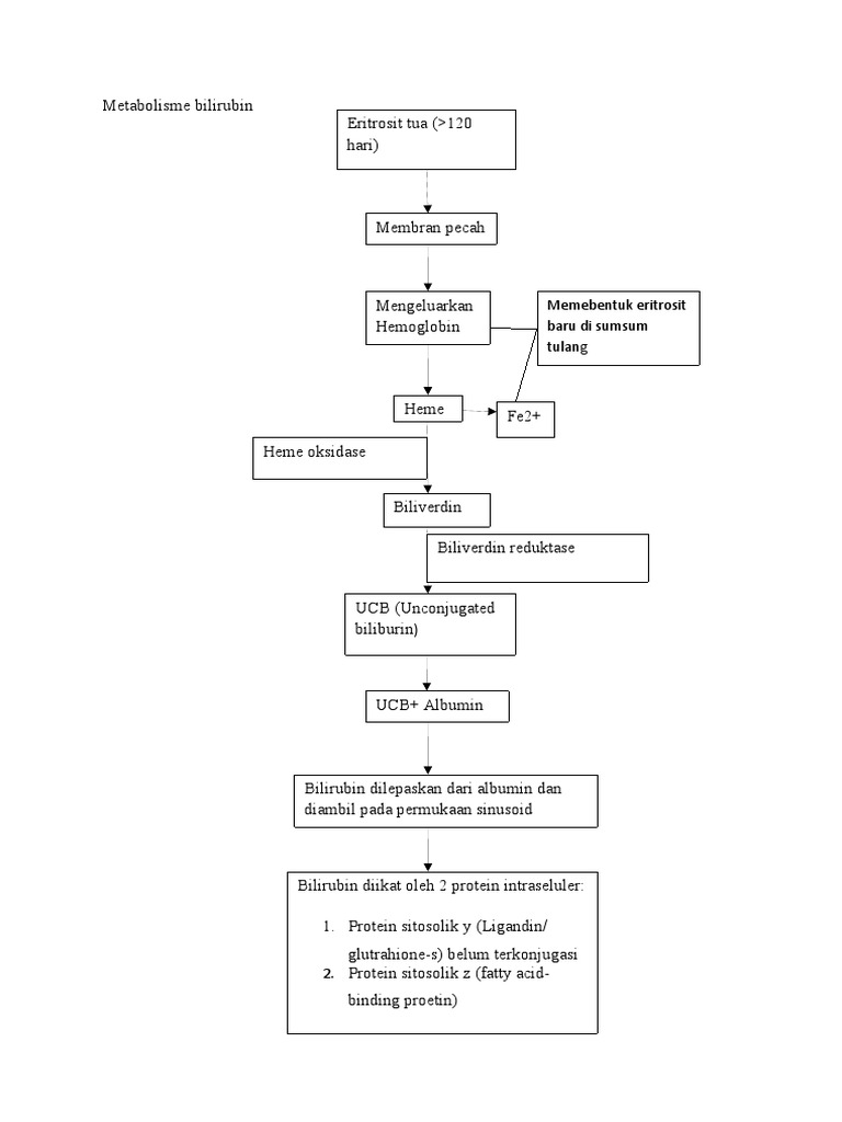 Metabolisme Bilirubin | PDF