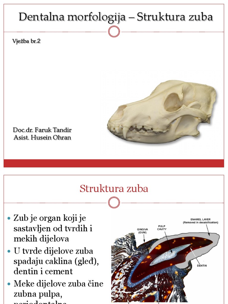 Dentalna Morfologija - II Vjezba | PDF