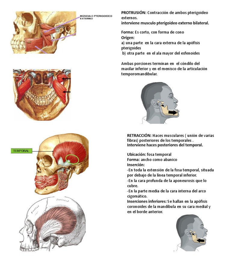 Protrusión y Retracción Mandibular | PDF