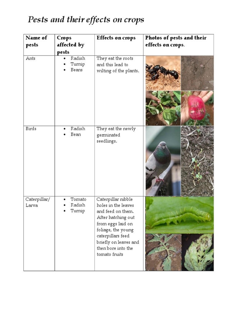 Pests and Their Effects On Crops | PDF