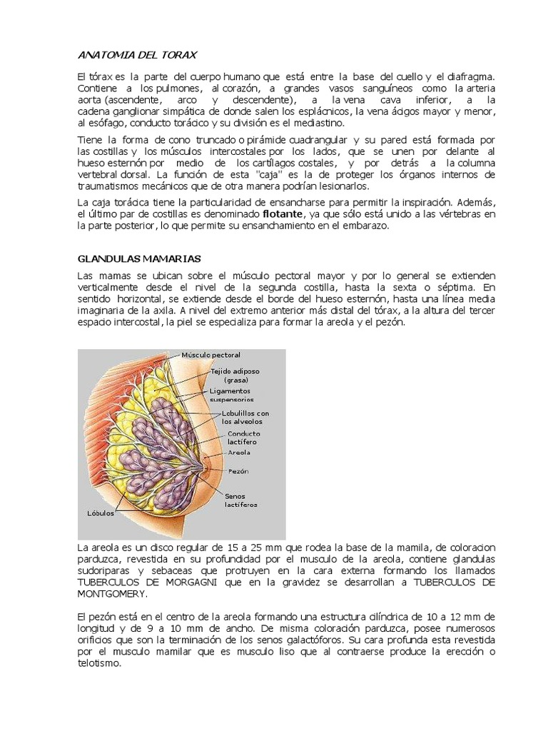 Anatomia Toraco Abdominal | PDF | Tórax | Abdomen