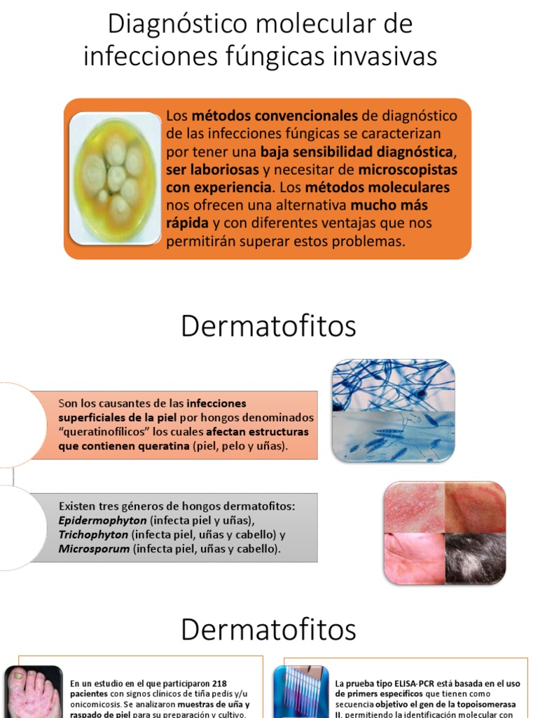 Dermatofitos | PDF