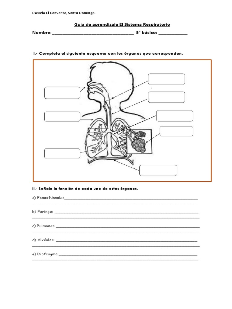 Guía de Aprendizaje El Sistema Respiratorio | Pulmón | Sistema respiratorio