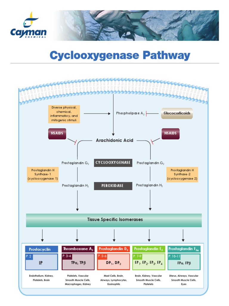 Cyclooxygenase Pathway | PDF | Prostaglandin | Cell Biology