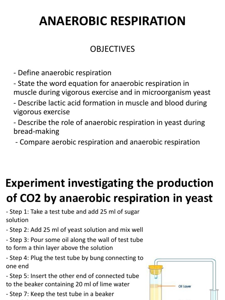 Anaerobic Respiration | PDF