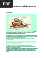 Anatomía del Calamar: Interna y Externa | PDF | Corazón | Sistema ...