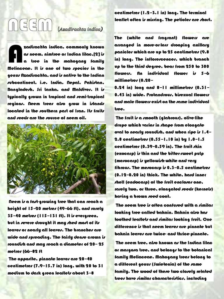 Neem 4 | PDF | Edible Plants | Plant Life Form