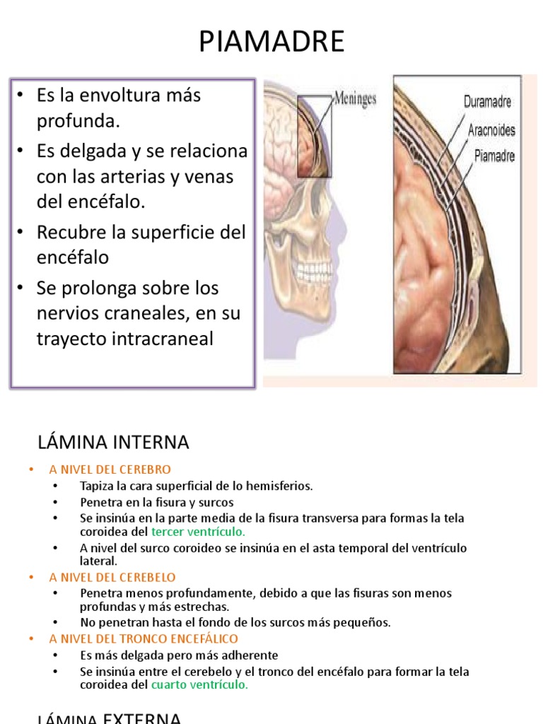 Pia Madre | PDF | Cerebelo | Fluido cerebroespinal