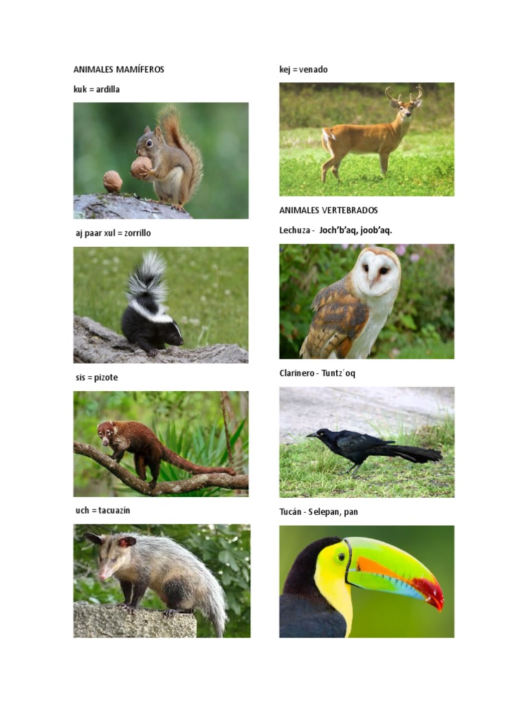 ANIMALES MAMÍFEROS., Vertebrados, Invertebrados, Herbivoros, Carnivoros ...