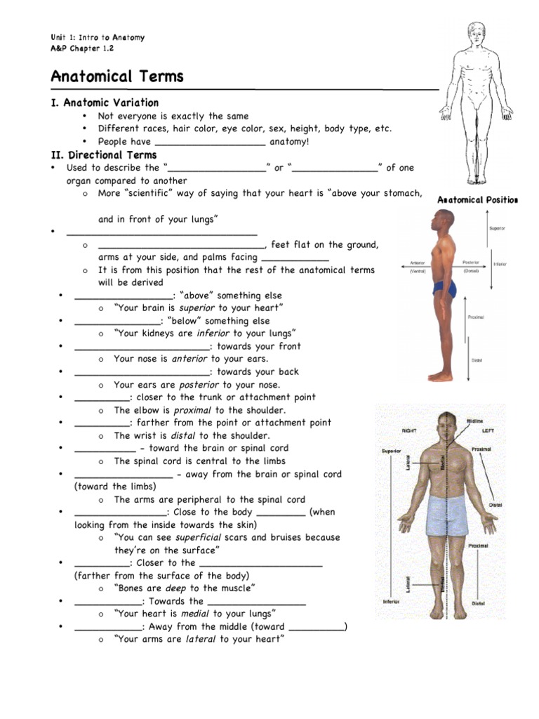 Anatomical Terms Notes | PDF | Anatomical Terms Of Location | Thorax
