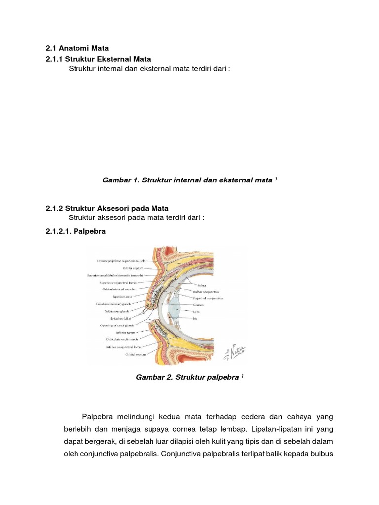 Anatomi Kelopak Mata | PDF