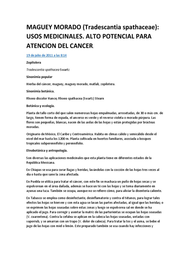 Maguey Morado | PDF | Té