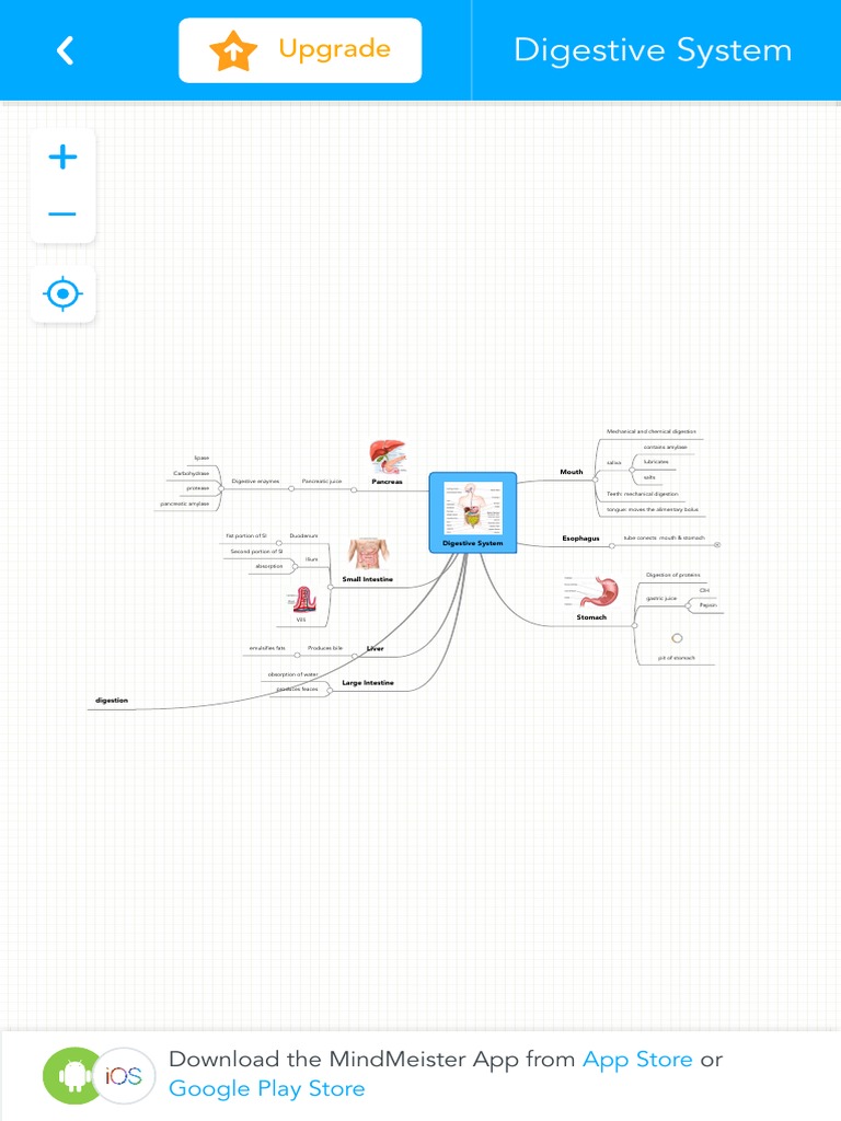 Mind Map Sistemul Digestiv | PDF | Digestion | Human Digestive System