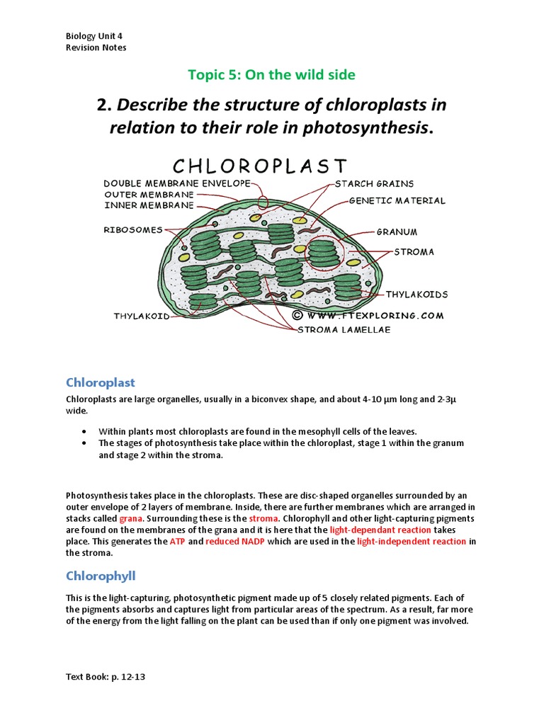 Chromoplast Structure