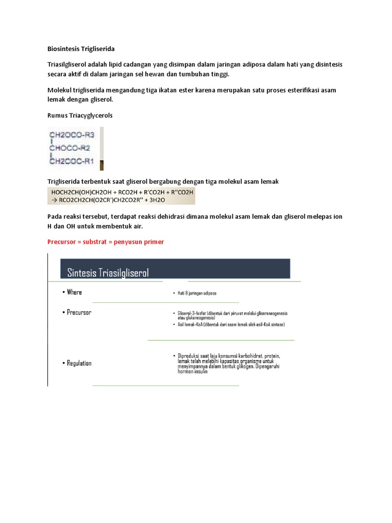 Biosintesis Trigliserida | PDF