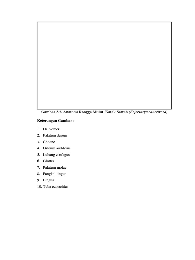 Gambar Anatomi Katak Sawah | PDF