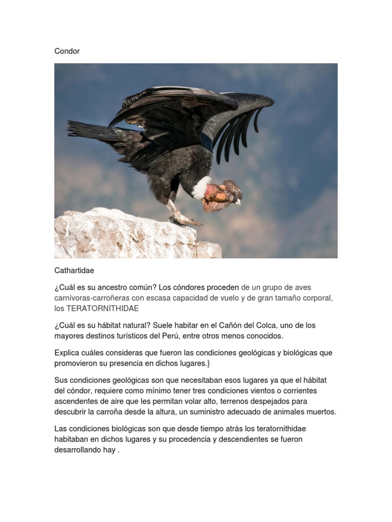 Condor | PDF