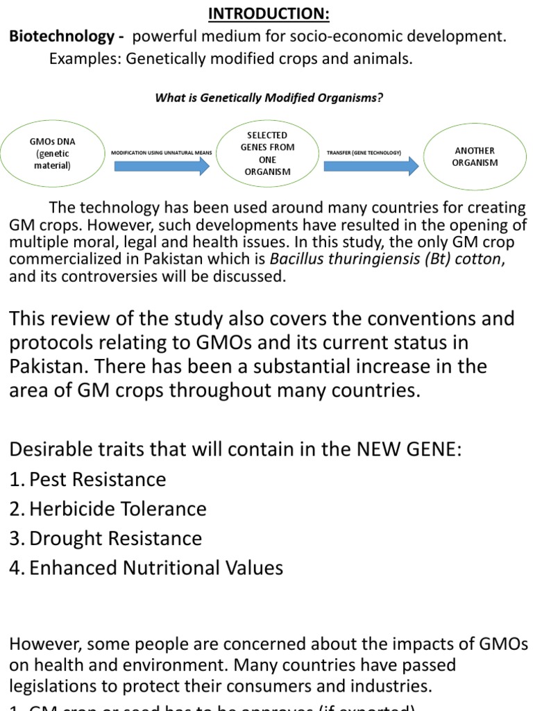 GMO Case Study (Half) | PDF | Genetically Modified Crops | Genetically ...