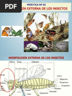 Morfología de Insectos: Estructura y Función | PDF | Insectos | Tórax