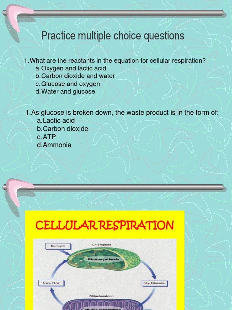 Practice Multiple Choice Questions | PDF | Cellular Respiration ...