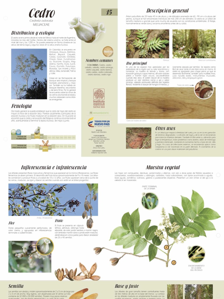 Cedro | PDF