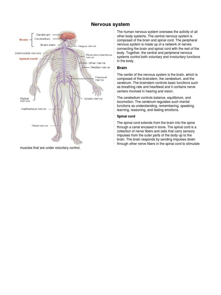 Nervous System | PDF | Central Nervous System | Spinal Cord