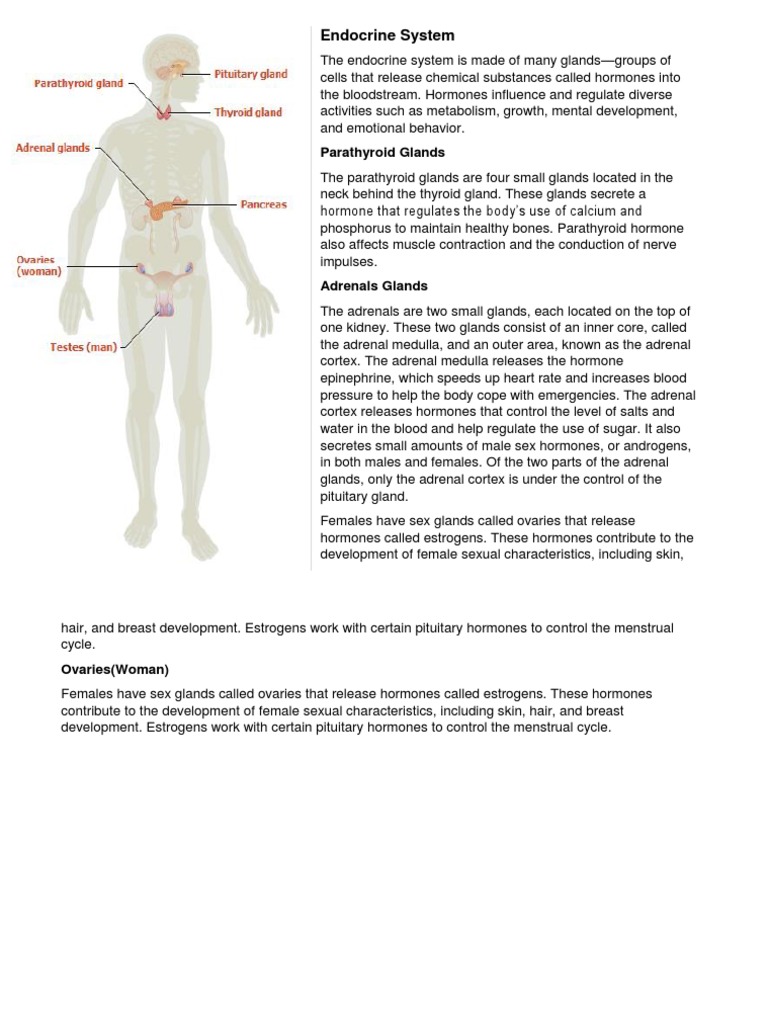 Endocrine System: Parathyroid Glands | PDF | Adrenal Gland | Hormone