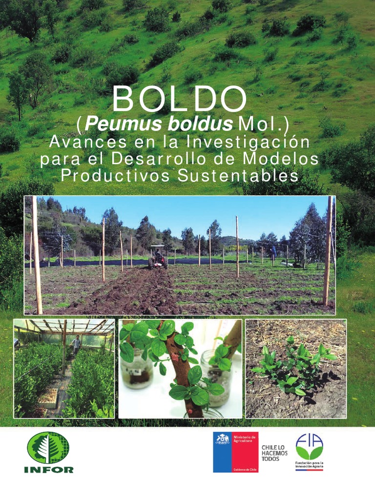 Boldo Final PDF | PDF | Naturaleza