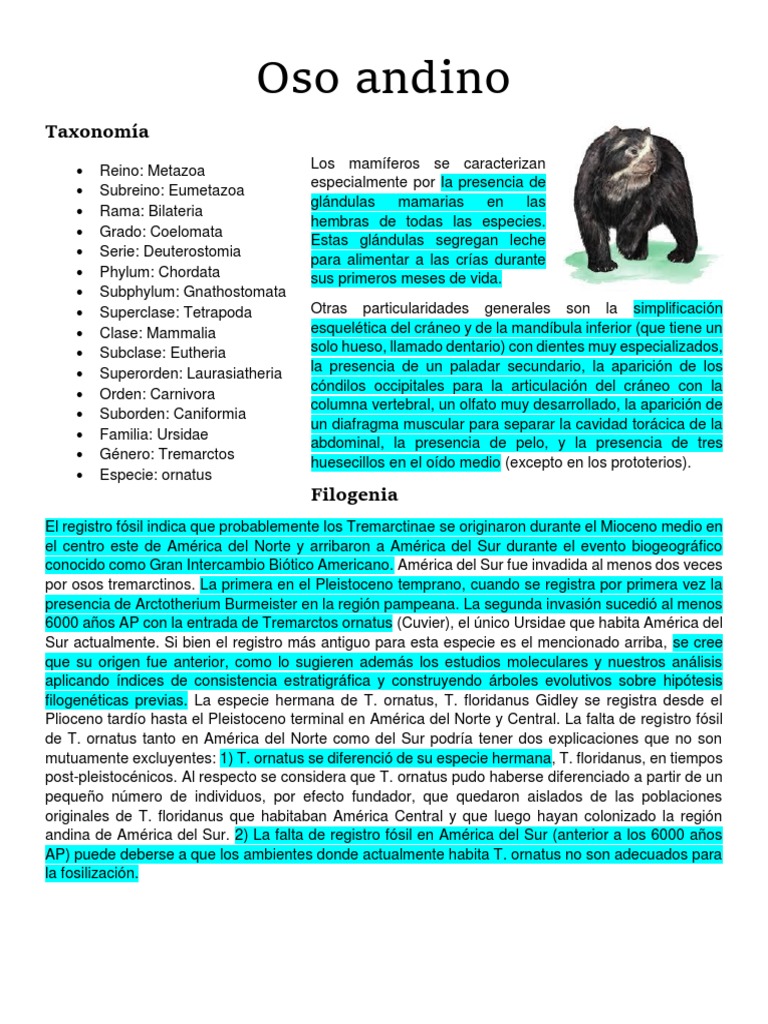 Oso Andino | PDF | Osos | Organismos
