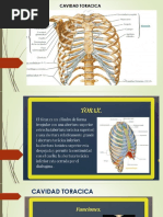 Miotomas - Definición y Pruebas - Kenhub | PDF | Codo | Neuroanatomía