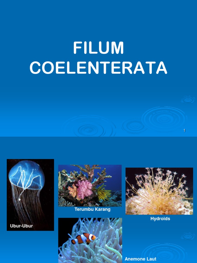 Phyllum Coelenterata | PDF