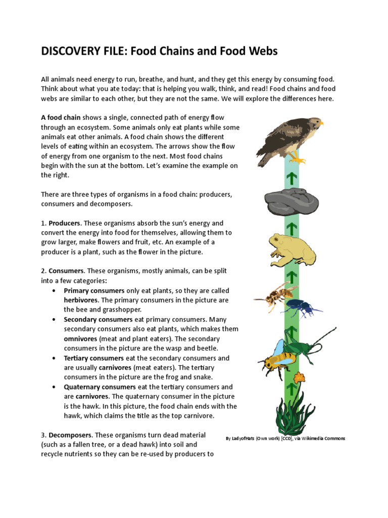Food Chains and Food Webs DF | PDF | Food Web | Herbivore