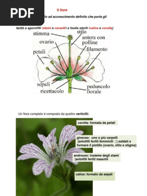 Antera Di Fiore