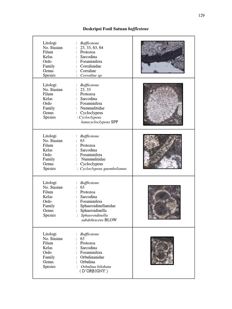 Deskripsi Fosil Foraminifera Bafflestone | PDF