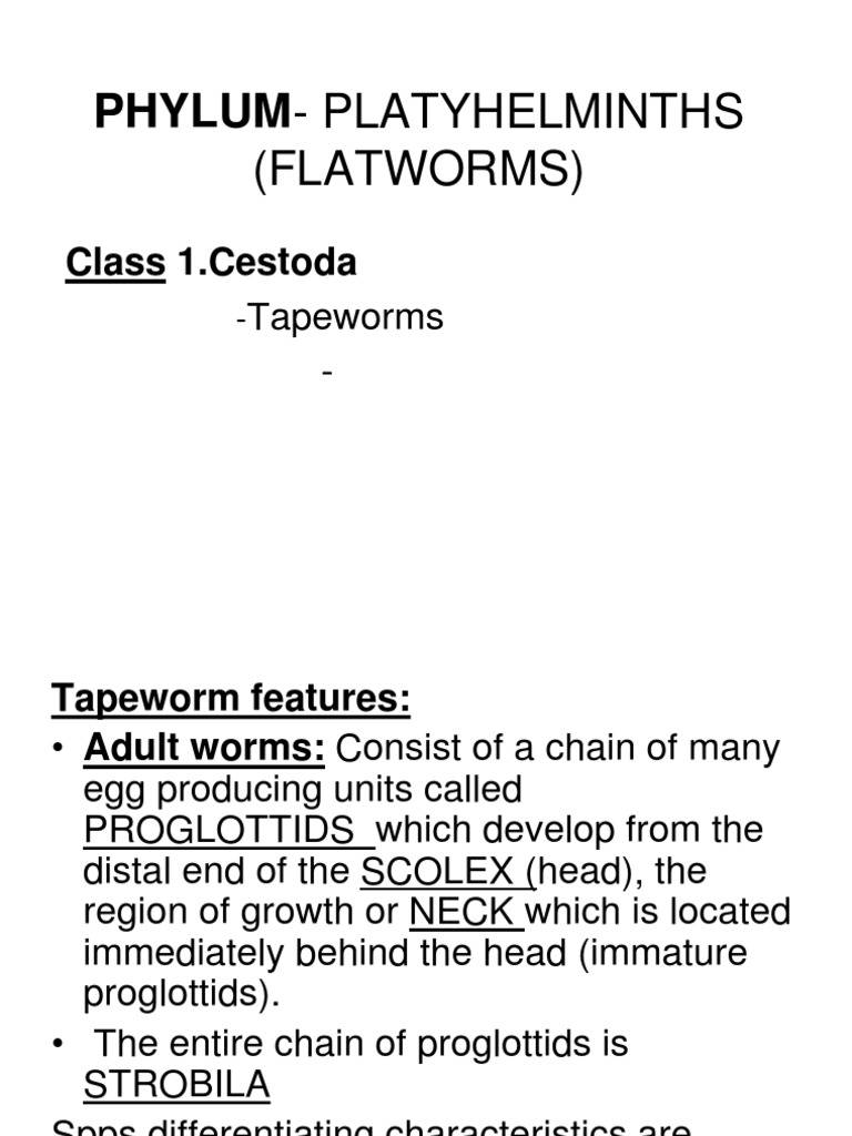 Class Cestoda Tapeworms