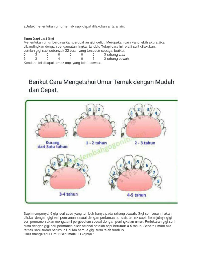 Menentukan Umur Sapi dari Gigi | PDF | Kesehatan Holistik | Memasak ...