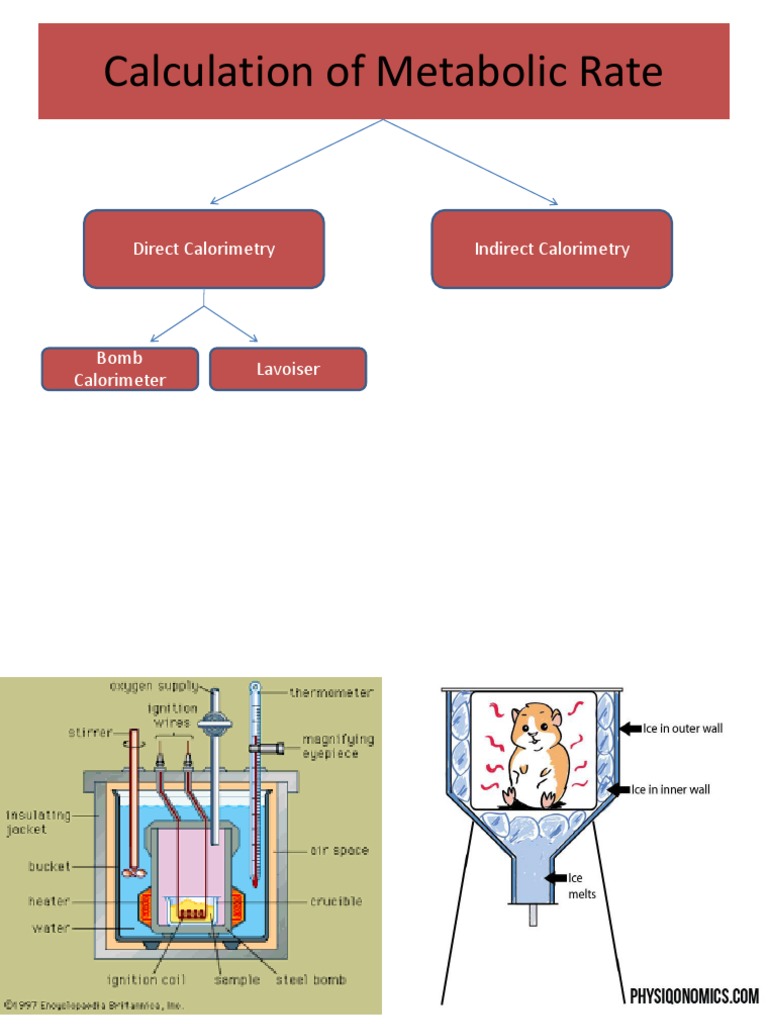 Calculation of Metabolic Rate | PDF